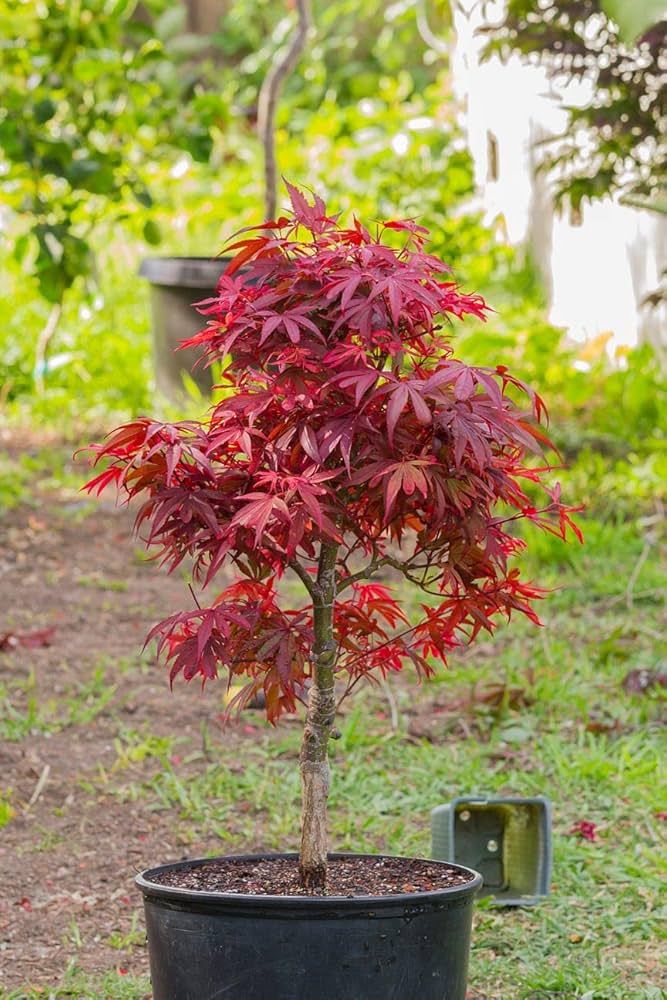 Acero rosso: guida completa alla coltivazione e cura – Botanis ...