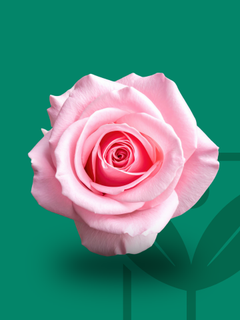 Vendita Semi Online: Orto e Piante Rare | Botanis – Botanis - Vendita ...