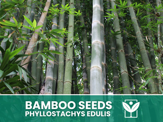 Bambù Gigante – 10 Semi – Giant Bamboo Phyllostachys Edulis Seeds, Rar ...