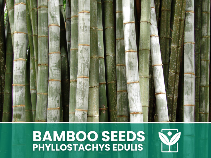 Bambù Gigante – 10 Semi – Giant Bamboo Phyllostachys Edulis Seeds, Rar ...
