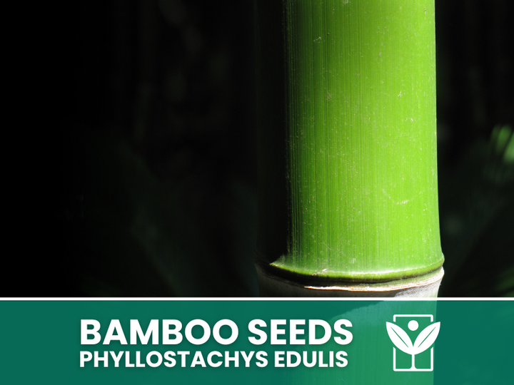 Bambù Gigante – 10 Semi – Giant Bamboo Phyllostachys Edulis Seeds, Rar ...