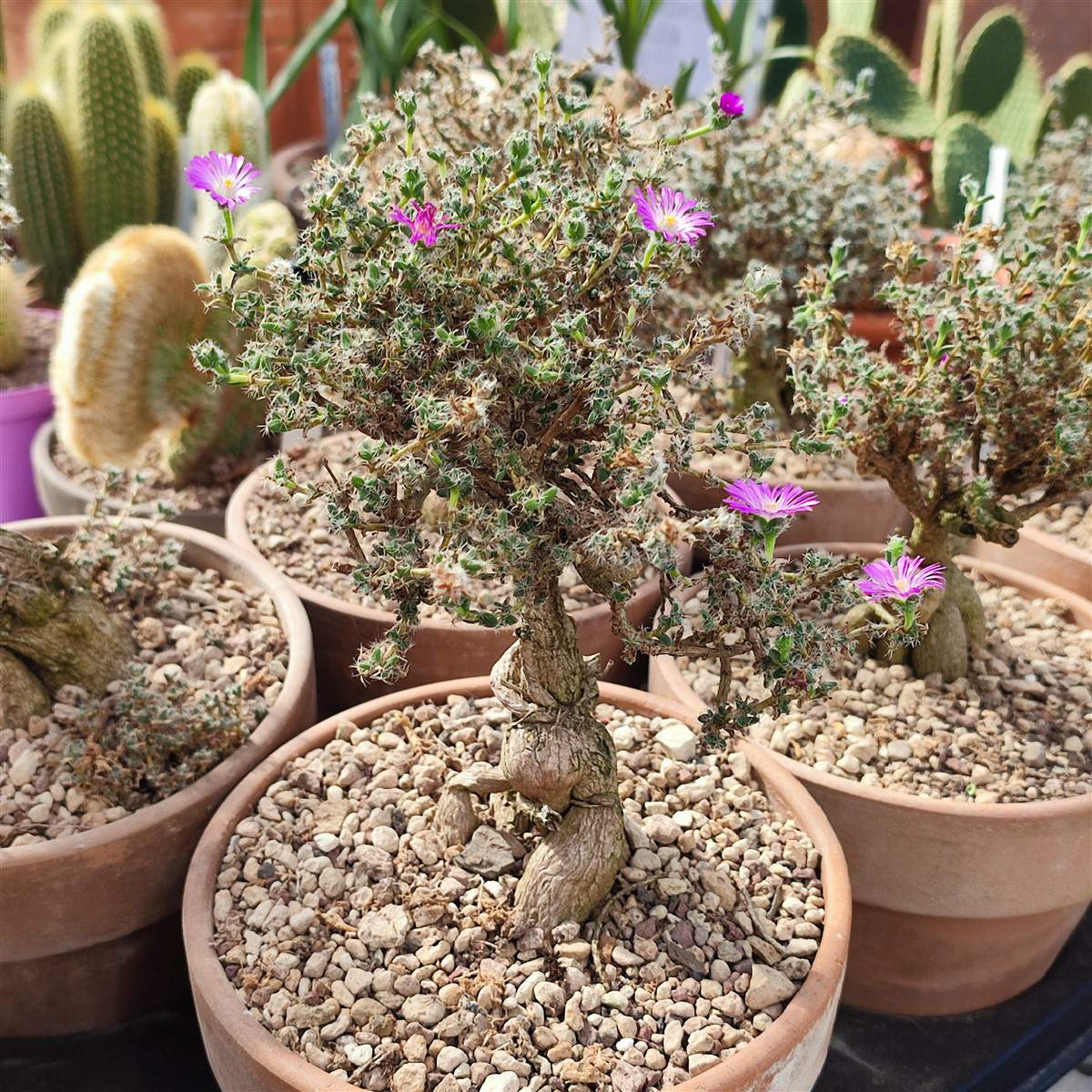 Trichodiadema - 10 Semi – Alta Germinabilità, Varietà Selezionata, Non ...